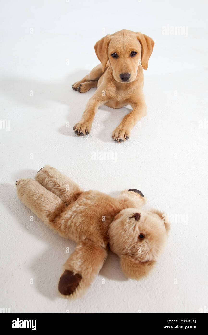 Cuddly teddy bear hi-res stock photography and images - Alamy