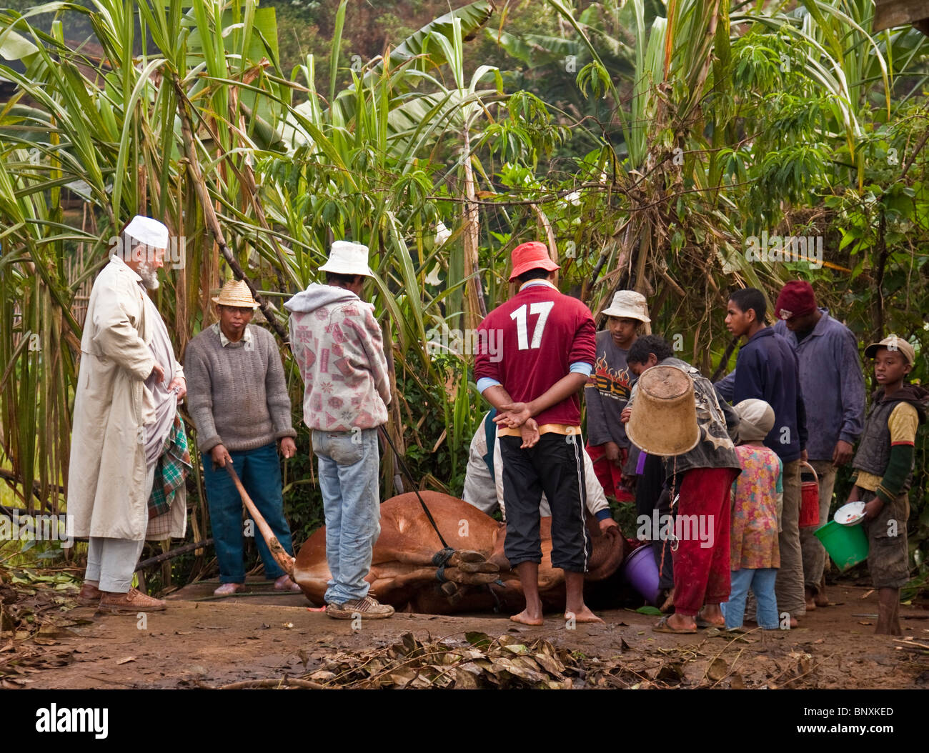 Cattle slaughter halal hi-res stock photography and images - Alamy
