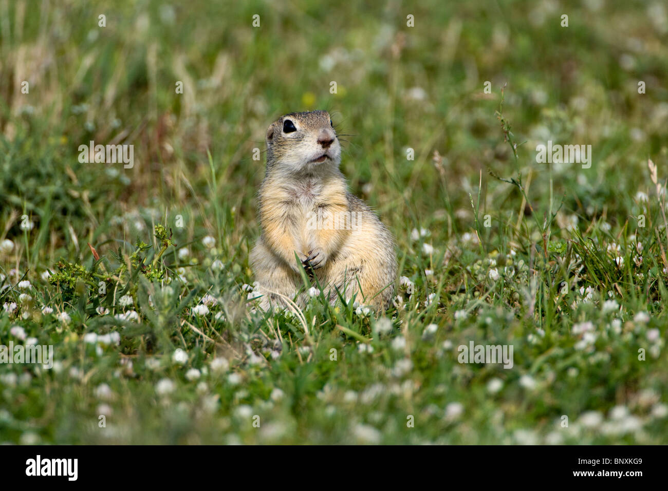 European Souslik (Spermophilus citellus Stock Photo - Alamy