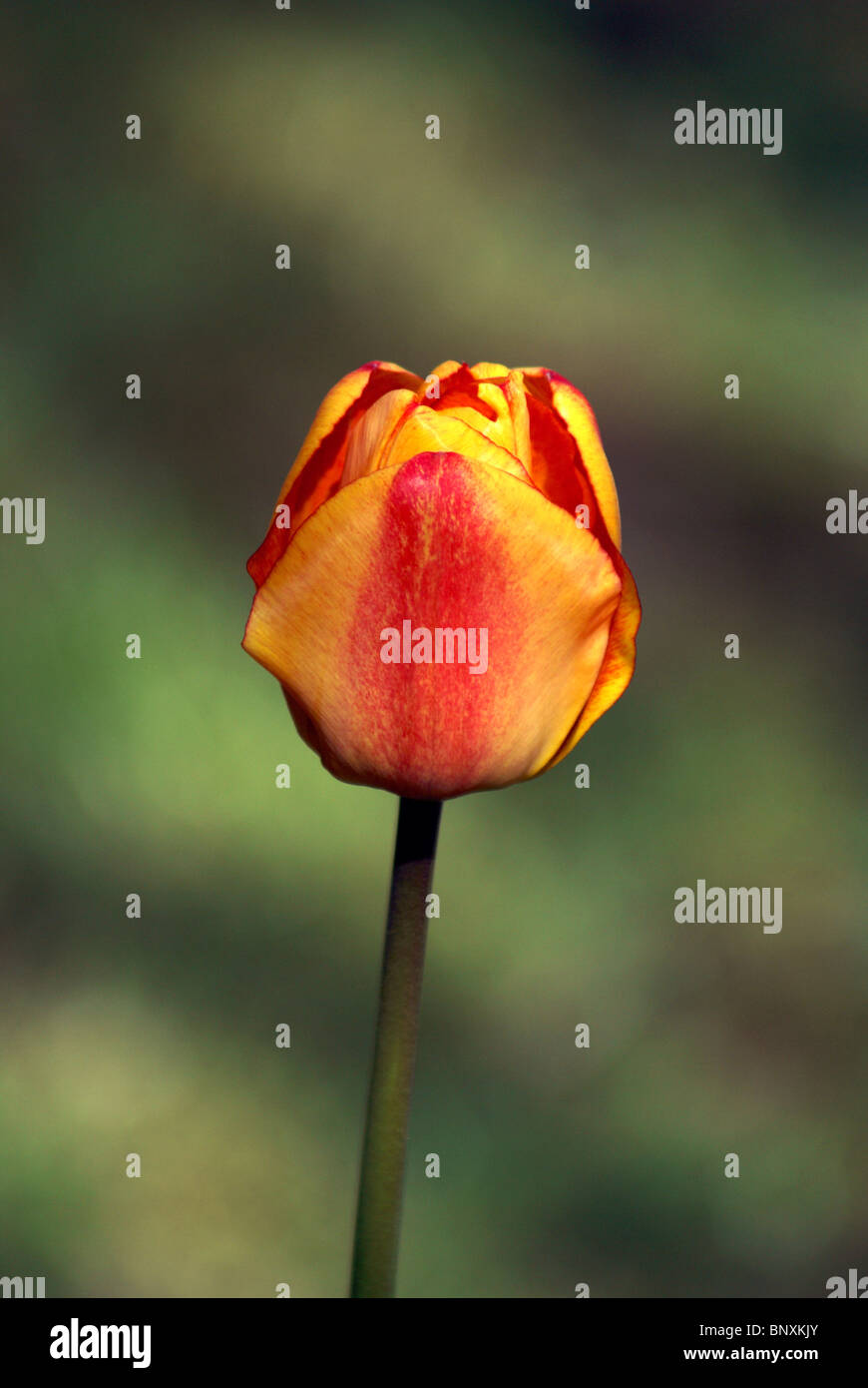 TULIP READY TO OPEN Stock Photo - Alamy