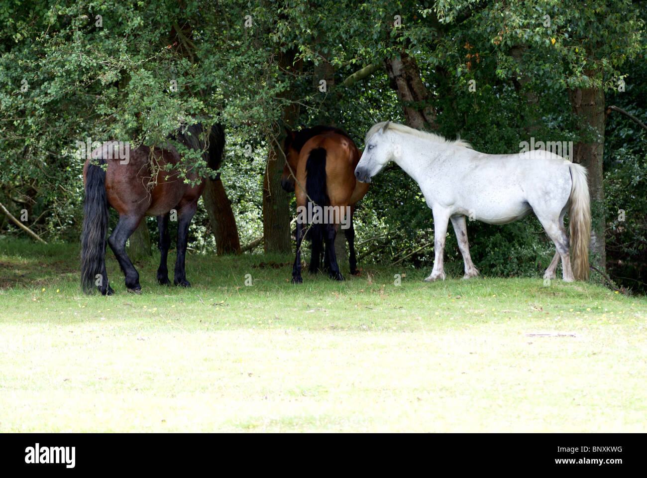 New forest horse race uk hi-res stock photography and images - Alamy