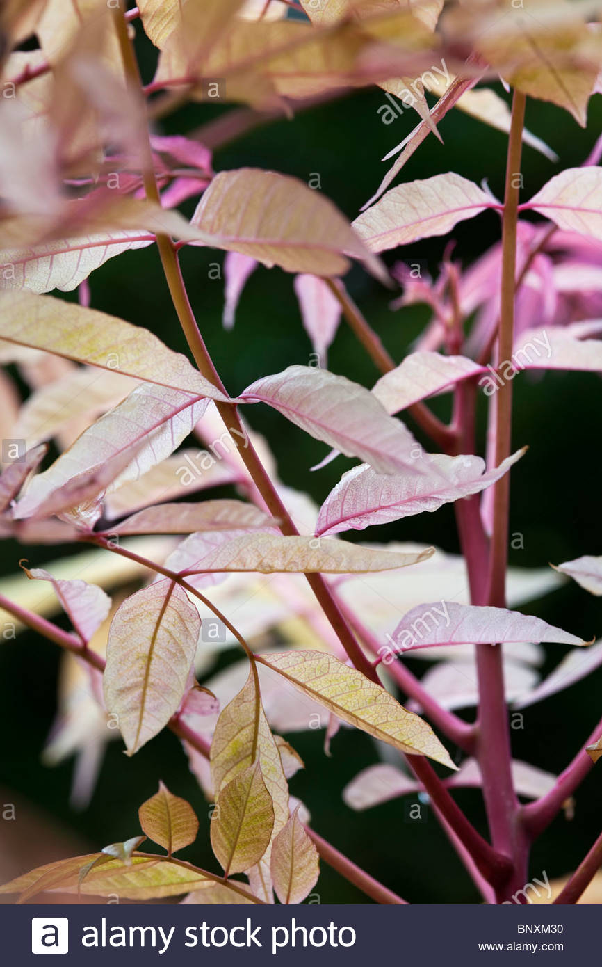 Toona Sinensis Stock Photos & Toona Sinensis Stock Images - Alamy