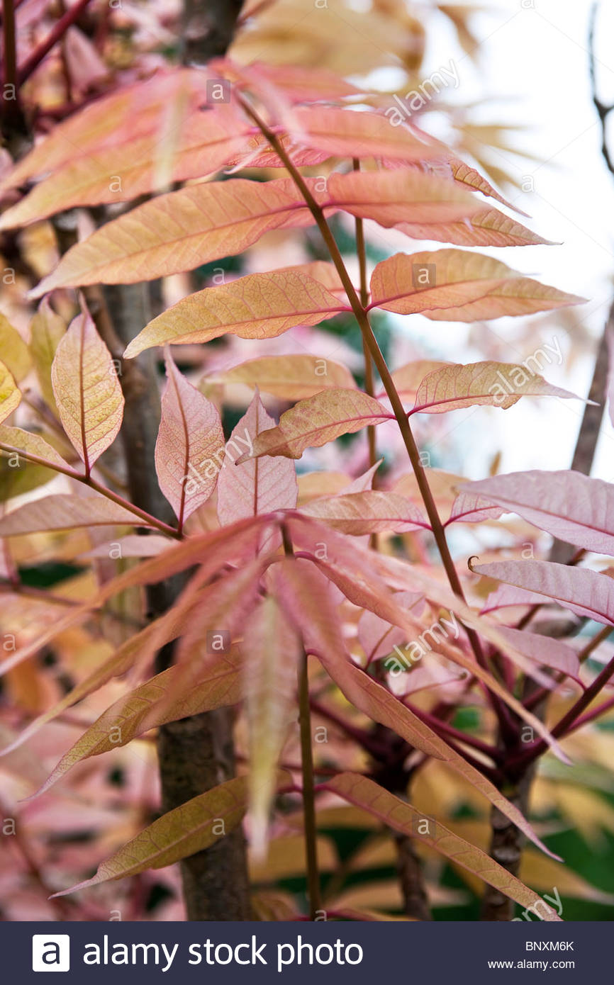 Toona Sinensis Stock Photos & Toona Sinensis Stock Images - Alamy