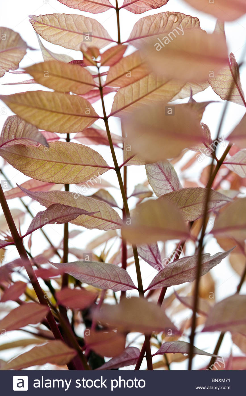 Toona Sinensis Stock Photos & Toona Sinensis Stock Images - Alamy