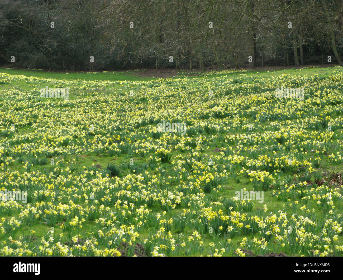 Wild daffodils growing in the English countryside Stock Photo - Alamy