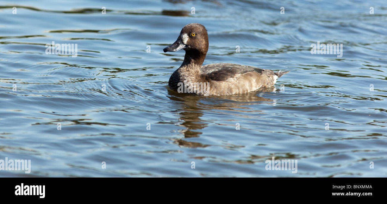 Tufted Duck, Pochard, Aythya fuligula in the pond Stock Photo - Alamy