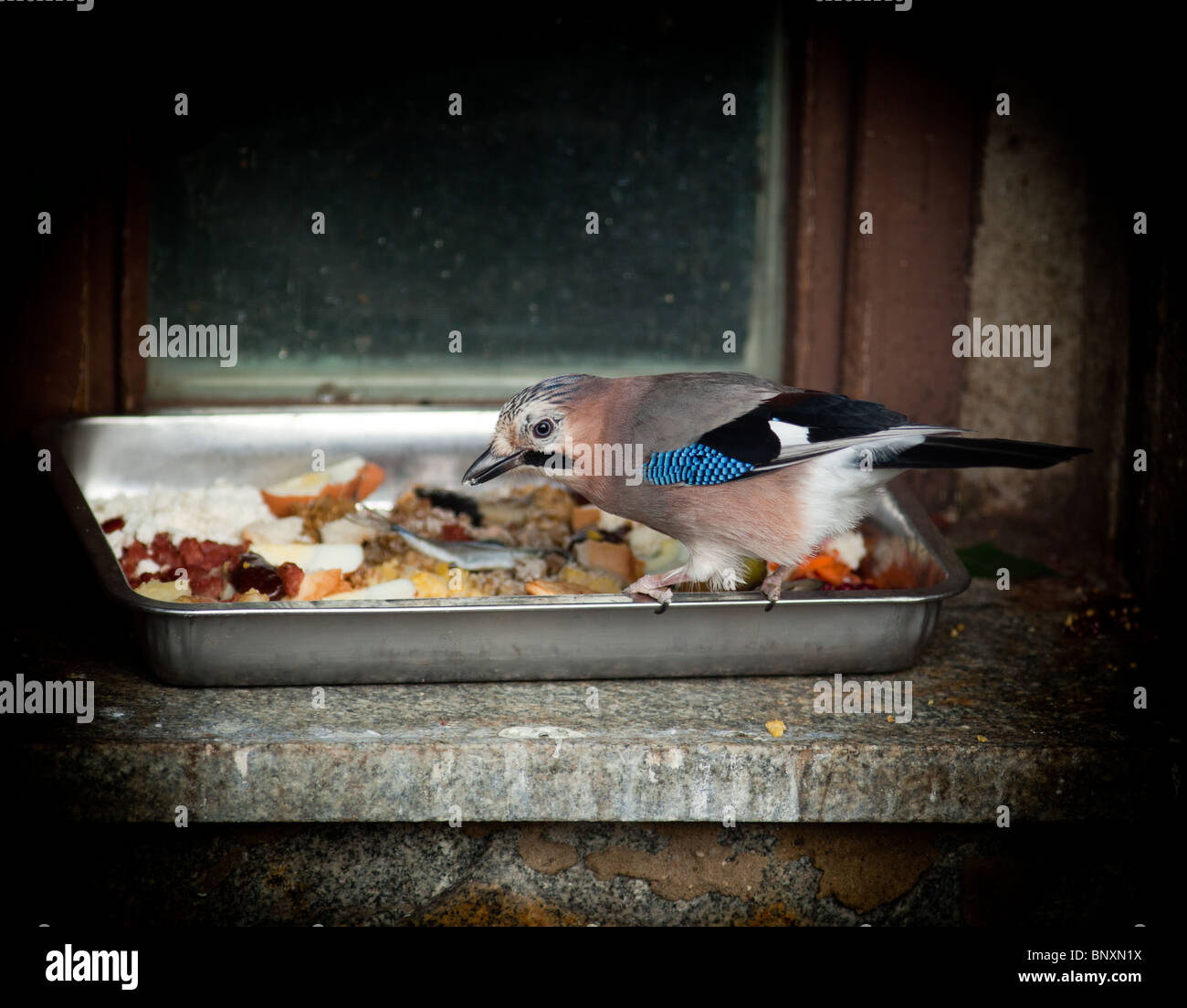 Jay crow family hi-res stock photography and images - Alamy