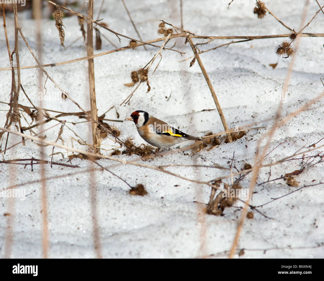 Goldfinch in habitat hi-res stock photography and images - Alamy