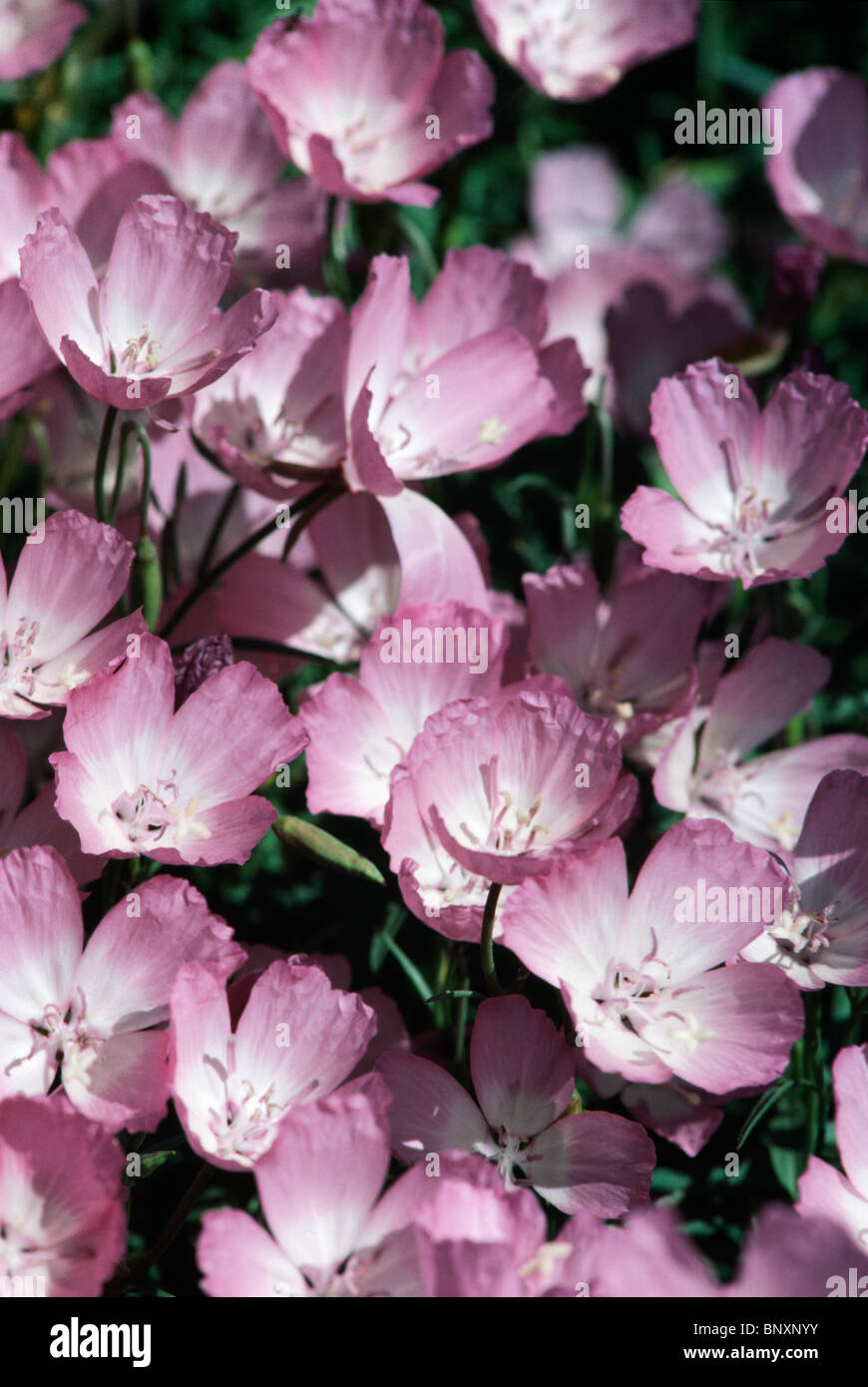 Close up of pale pink open cup-shaped clarkia flowers Stock Photo - Alamy