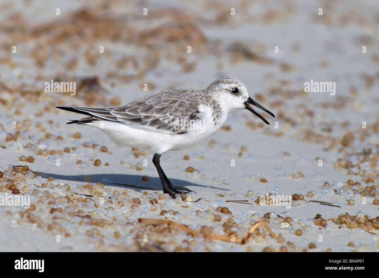Sanderling breeding plumage hi-res stock photography and images - Alamy