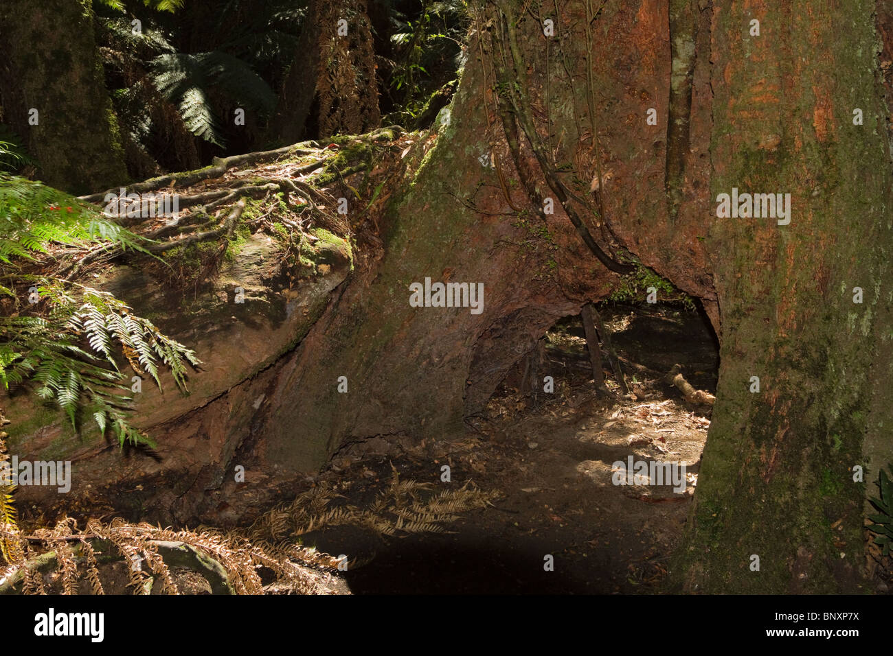 Trunk of a huge myrtle beech tree with a hole through the bottom. Maits ...