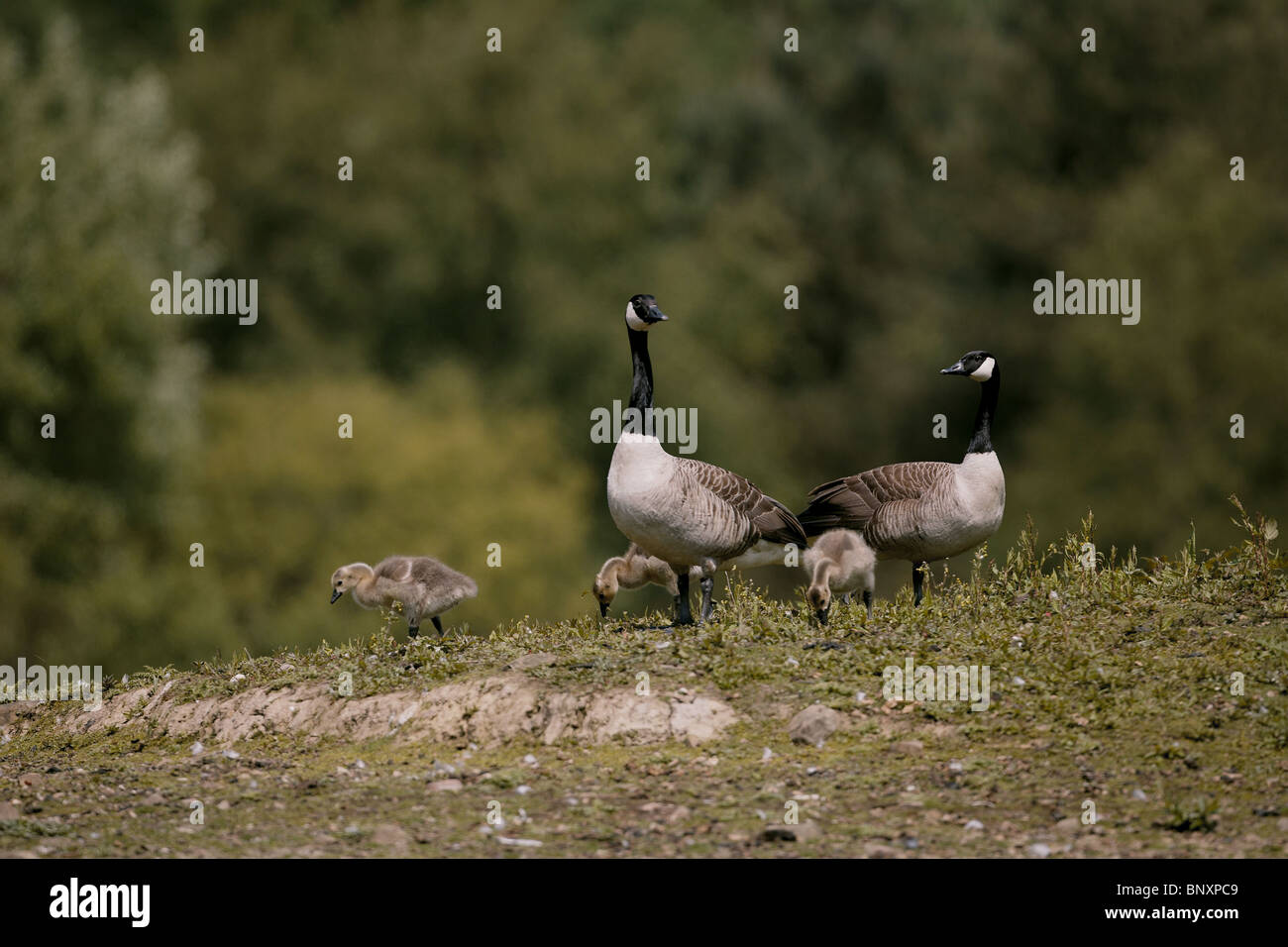 Canada Goose, Branta canadensis and goslings Forest of Dean, UK Stock ...