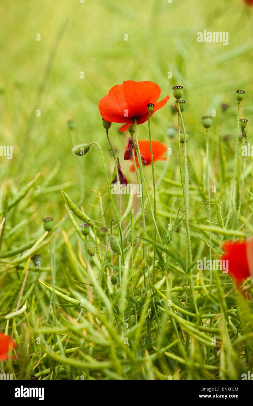 Poppy tree of remembrance hi-res stock photography and images - Alamy