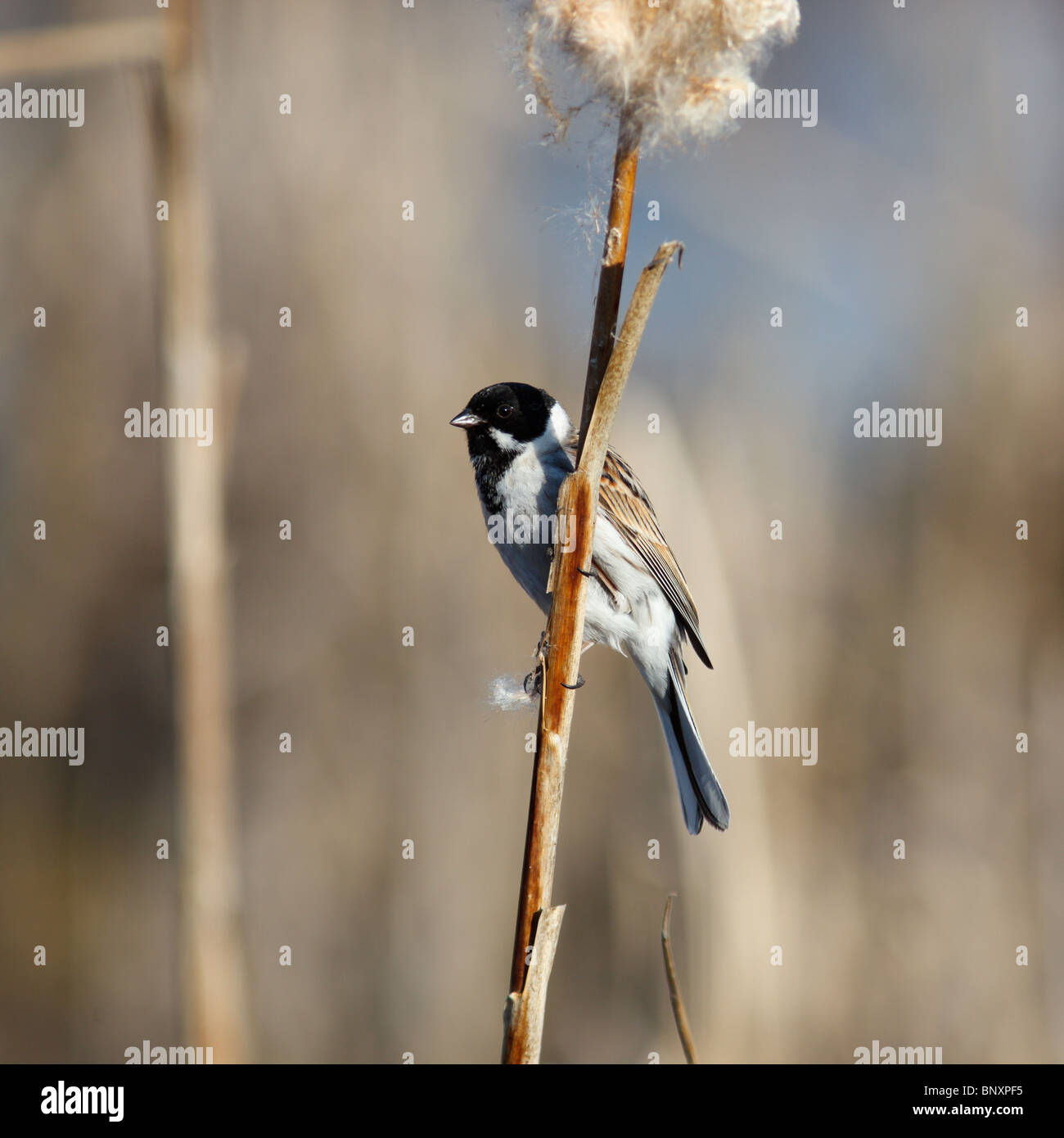 The male of the Reed Bunting, Emberiza schoeniclus Stock Photo - Alamy