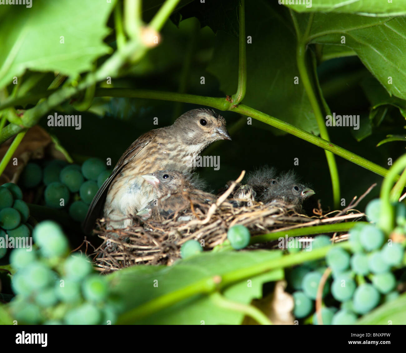 Linnet nest hi-res stock photography and images - Alamy