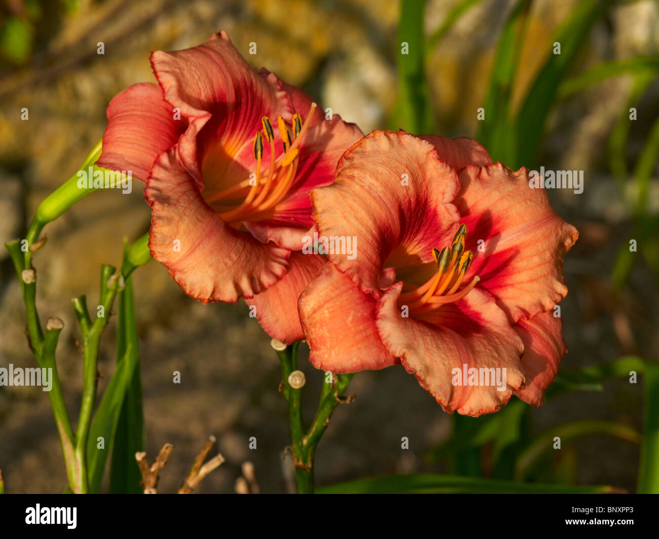Flowering daylilies hi-res stock photography and images - Alamy