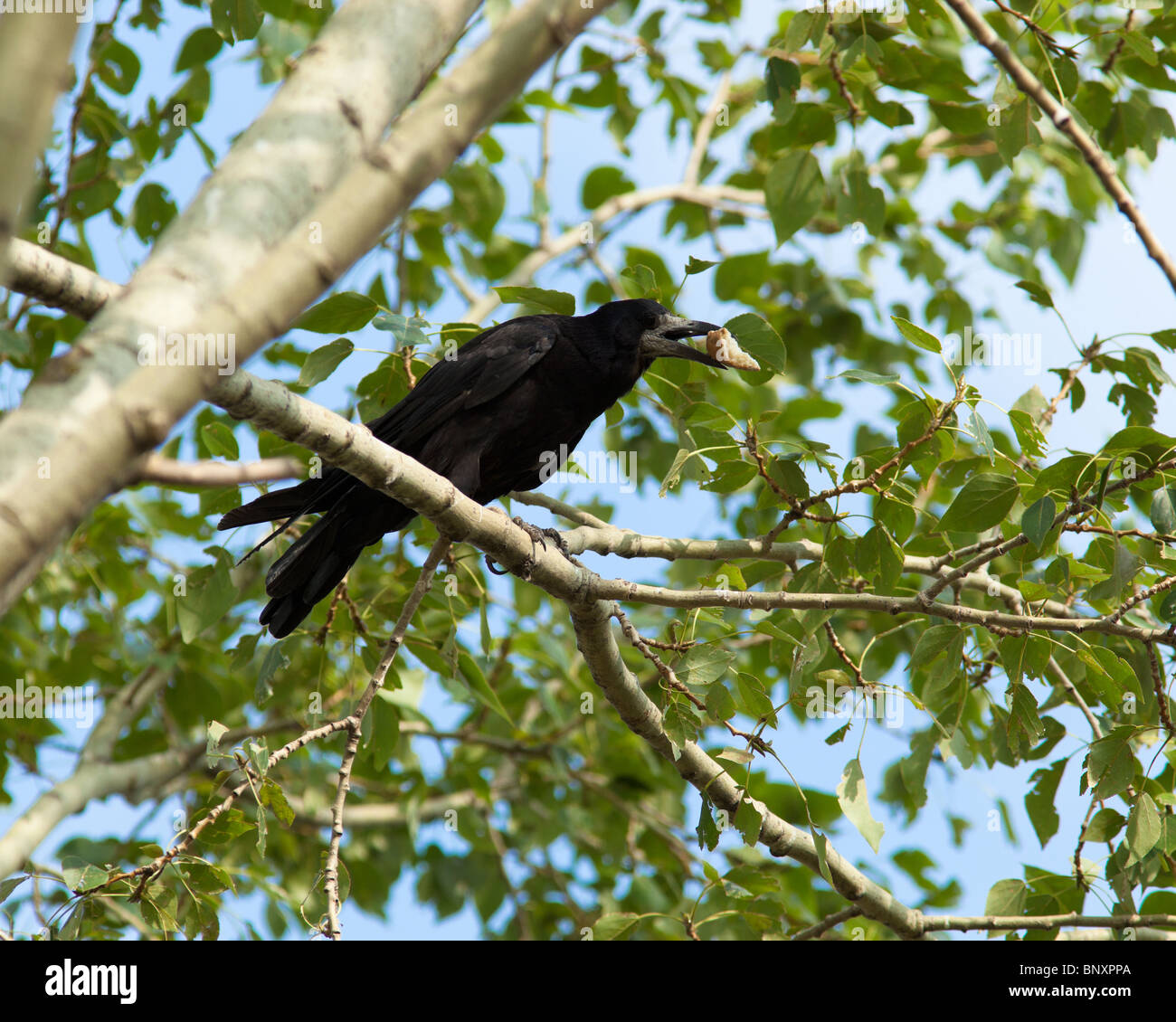 Rook, crow family, Corvus frugilegus in the wild nature Stock Photo - Alamy