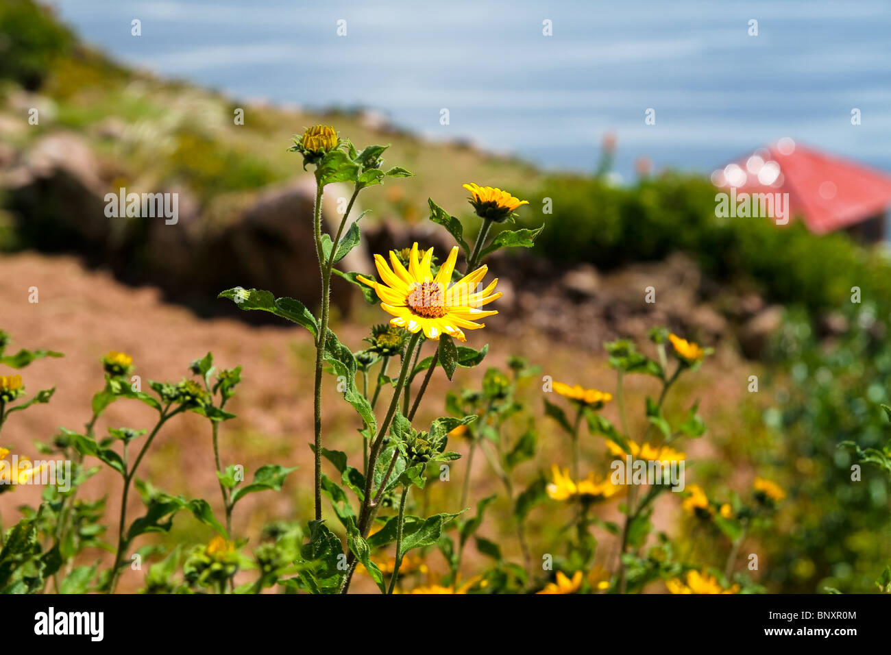 Some nature details from the Isla Taquile, Titicaca Lake, Peru Stock ...