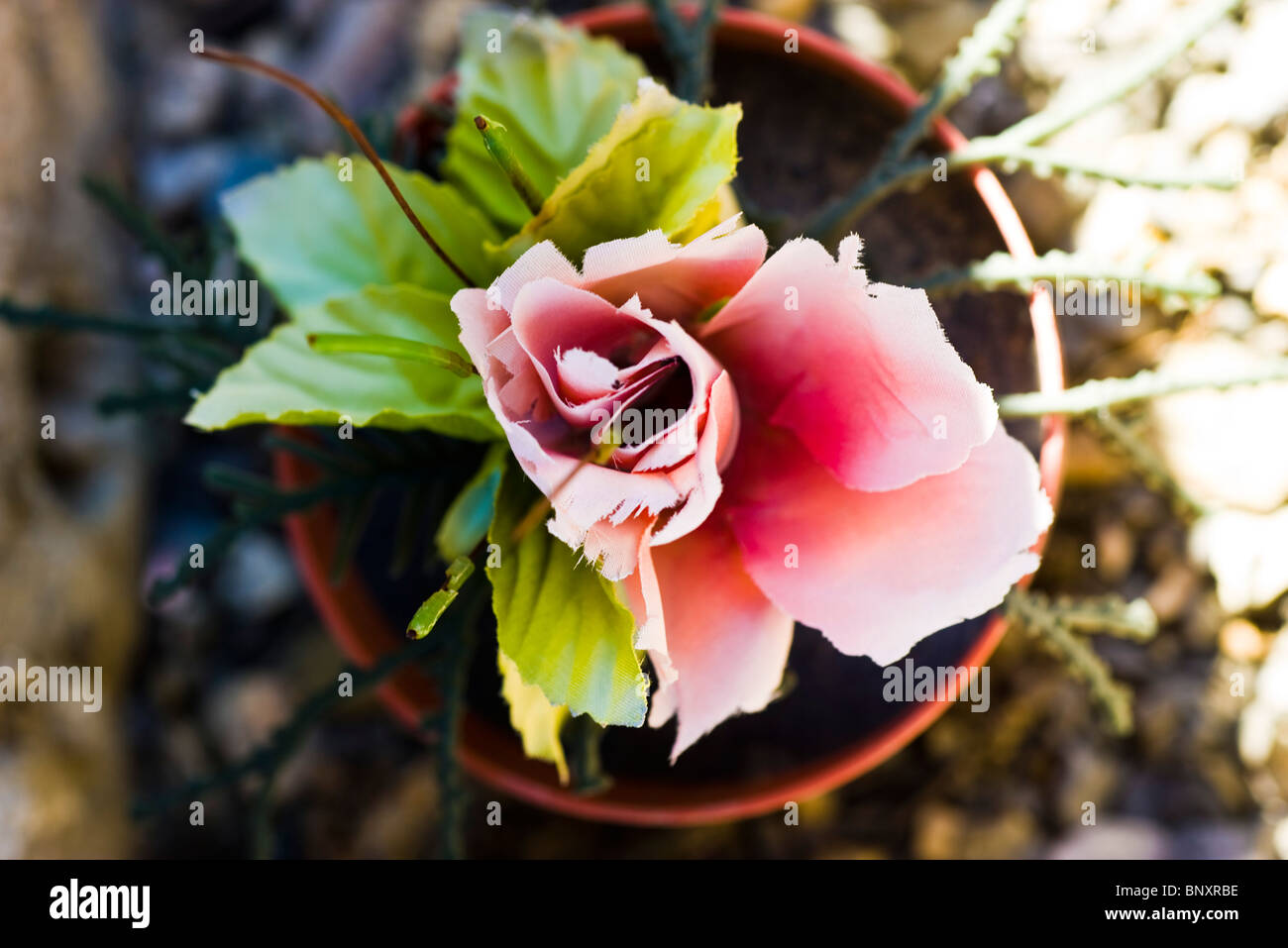 Torn flower hi-res stock photography and images - Alamy