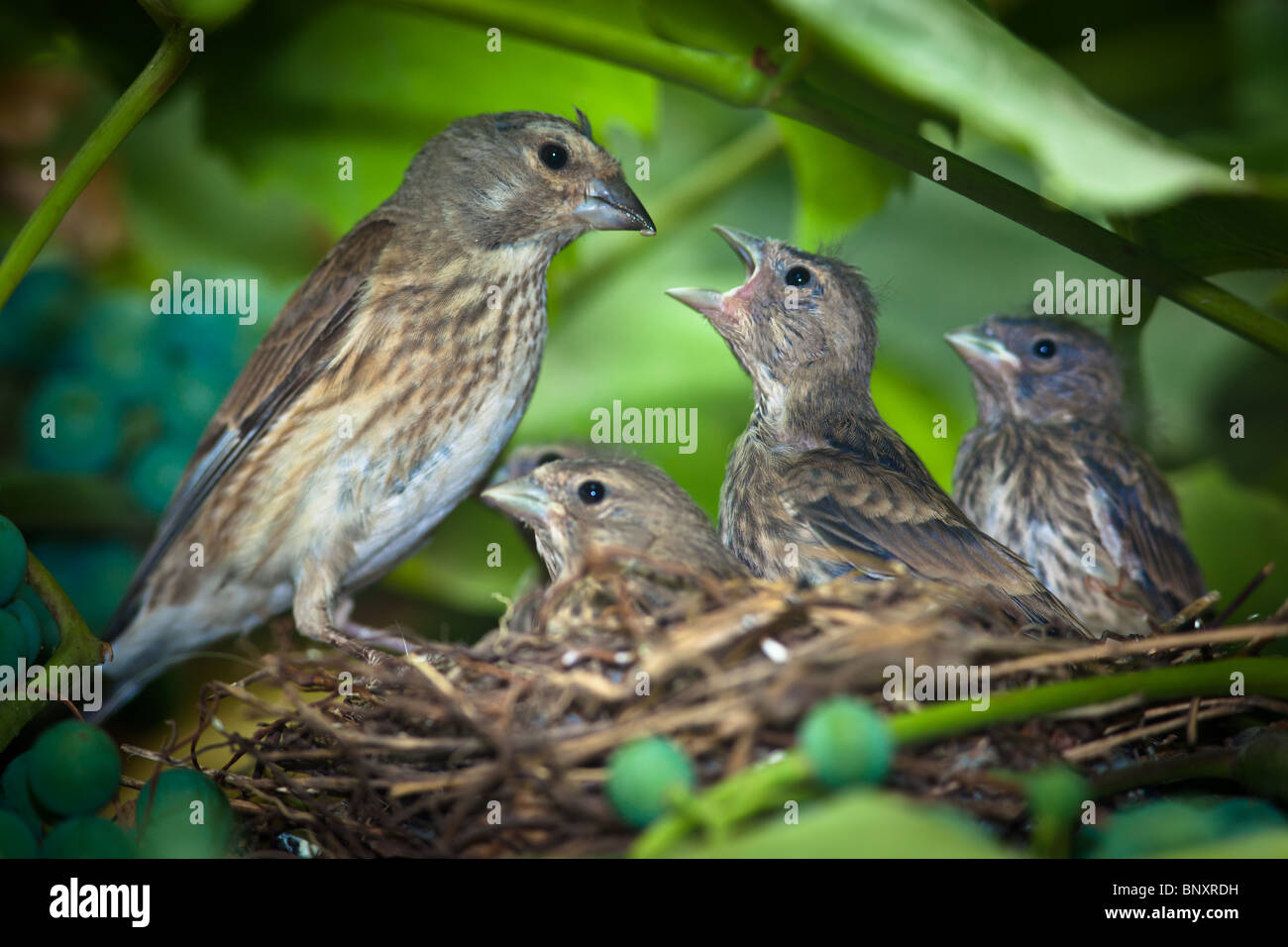 The nest of a Linnet (Acanthis cannabina, Carduelis) with baby birds in ...