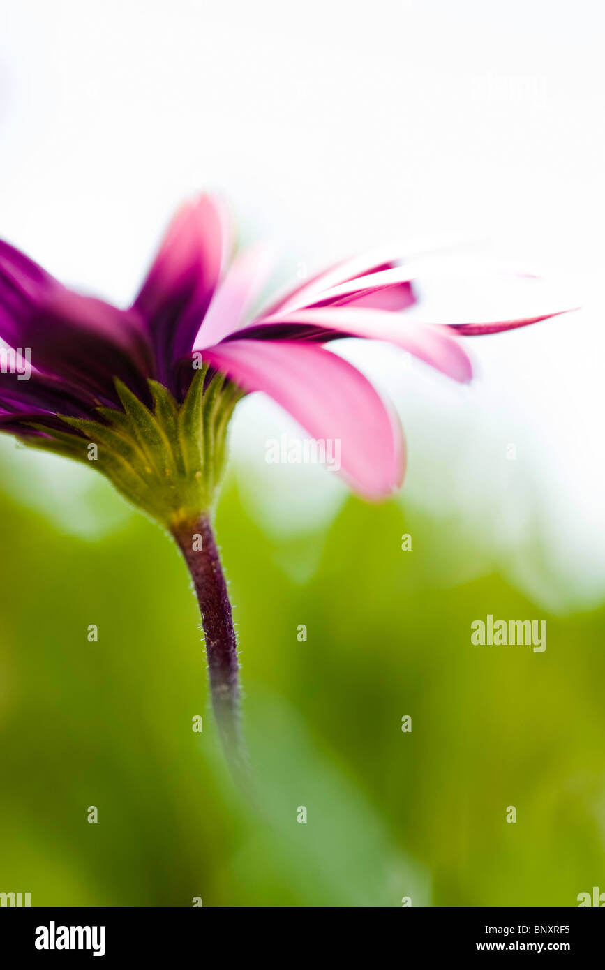 Peduncle hi-res stock photography and images - Alamy