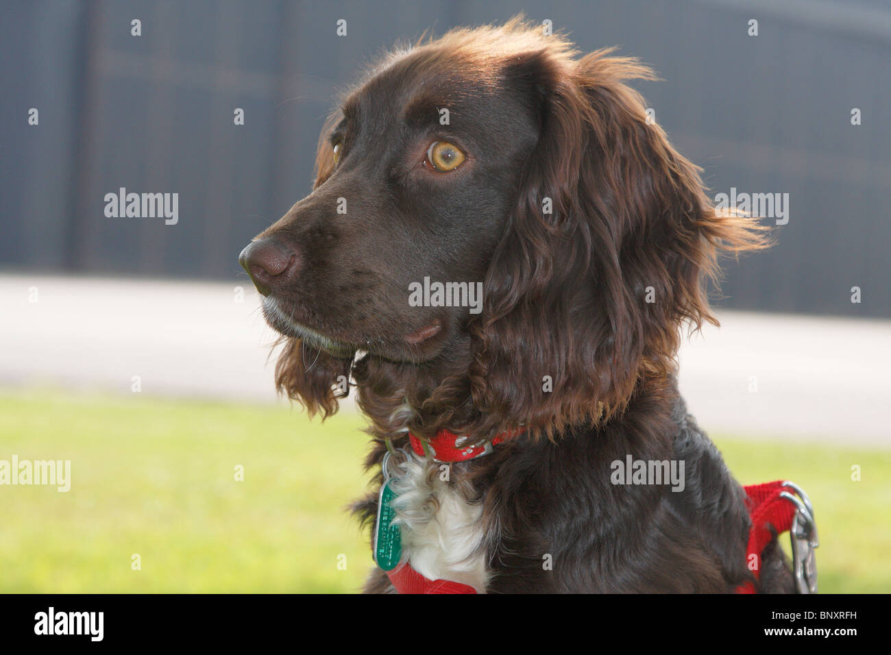 Working Cocker Spaniel Portrait High Resolution Stock Photography and ...