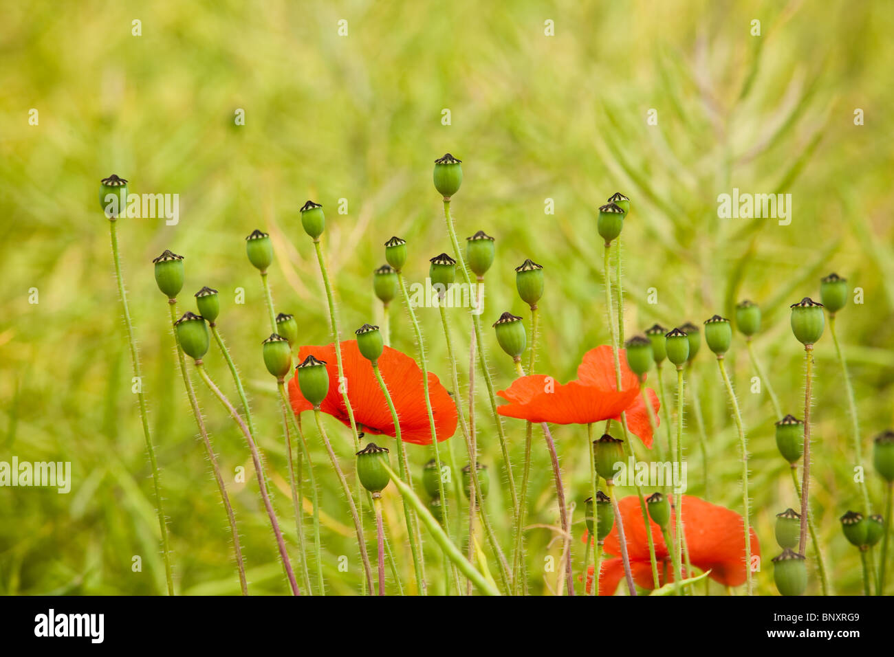 Bright red Poppies and Poppy heads growing wild in a lush green field ...