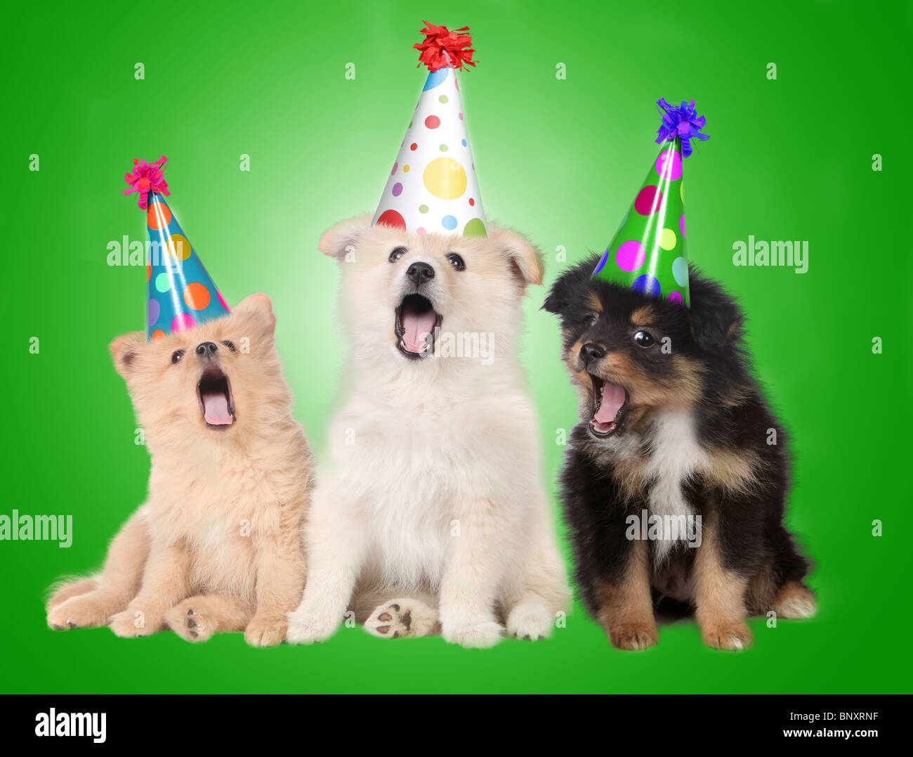 Singing Puppy Dogs Celebrating a Birthday Stock Photo - Alamy