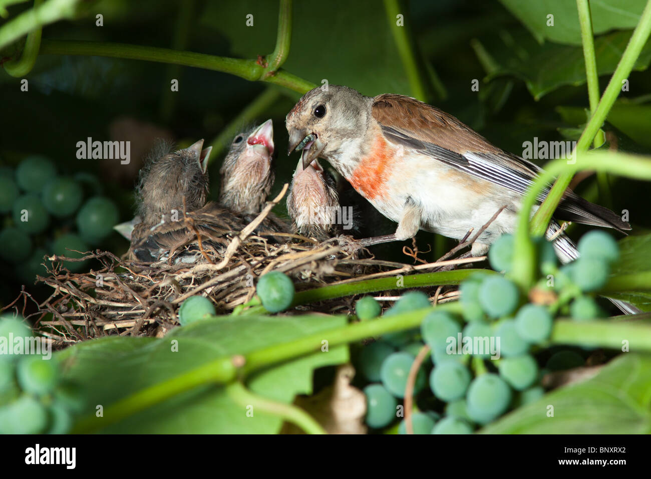 The nest of a Linnet (Acanthis cannabina, Carduelis) with baby birds in ...