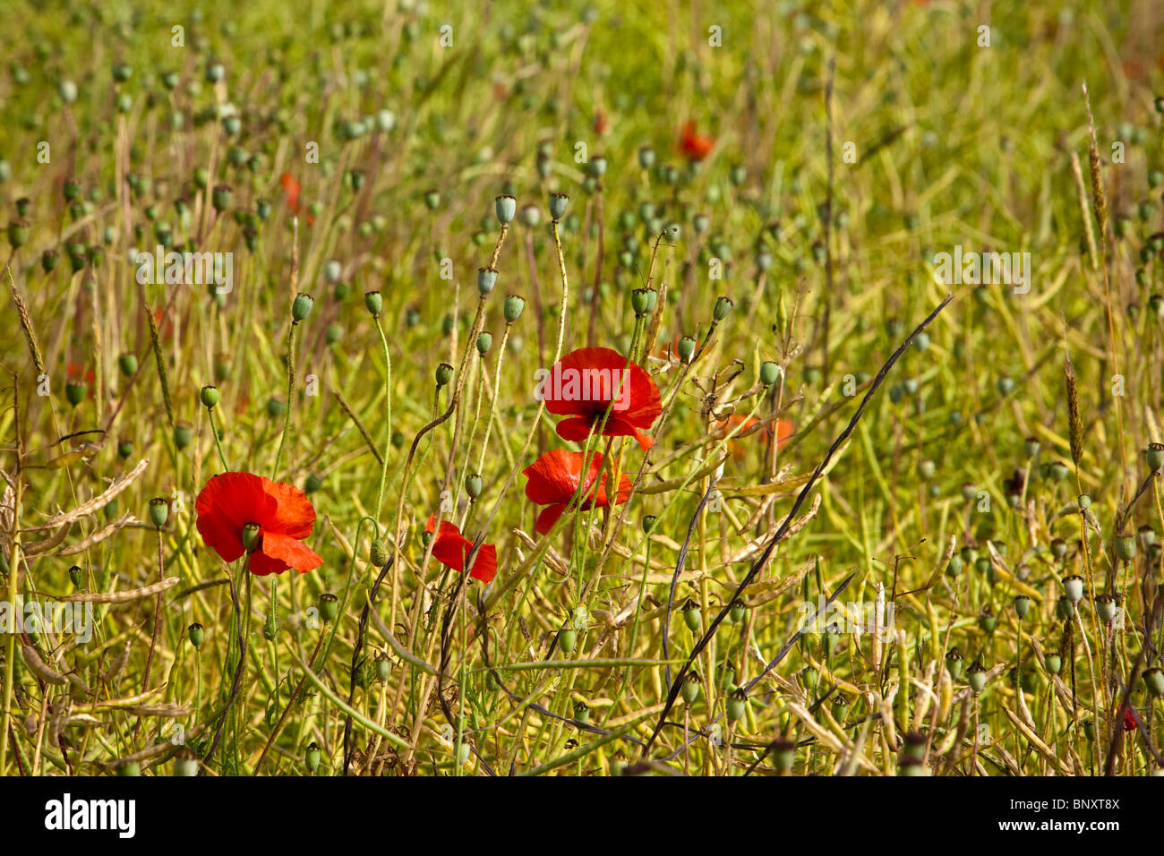 Bright red Poppies and Poppy heads growing wild in a lush green field ...