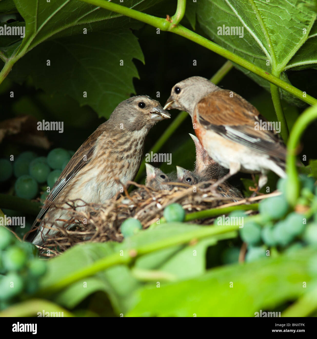 Common linnet male female hi-res stock photography and images - Alamy