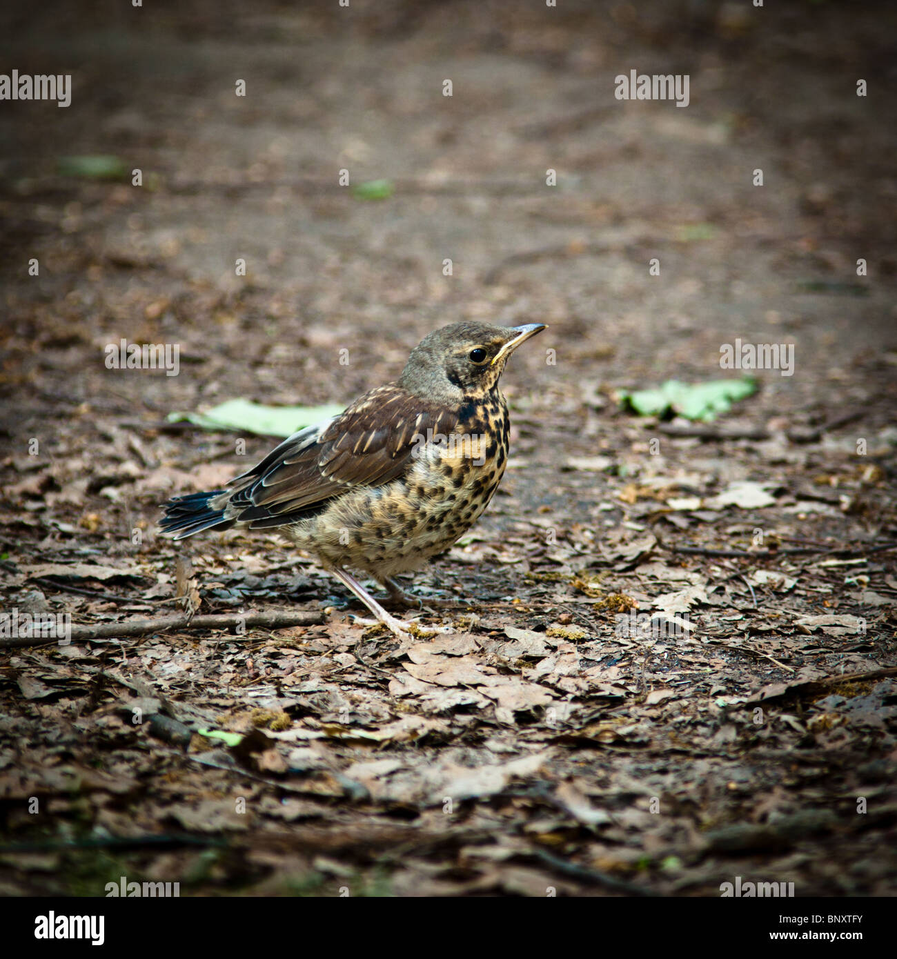Fledgeling hi-res stock photography and images - Alamy
