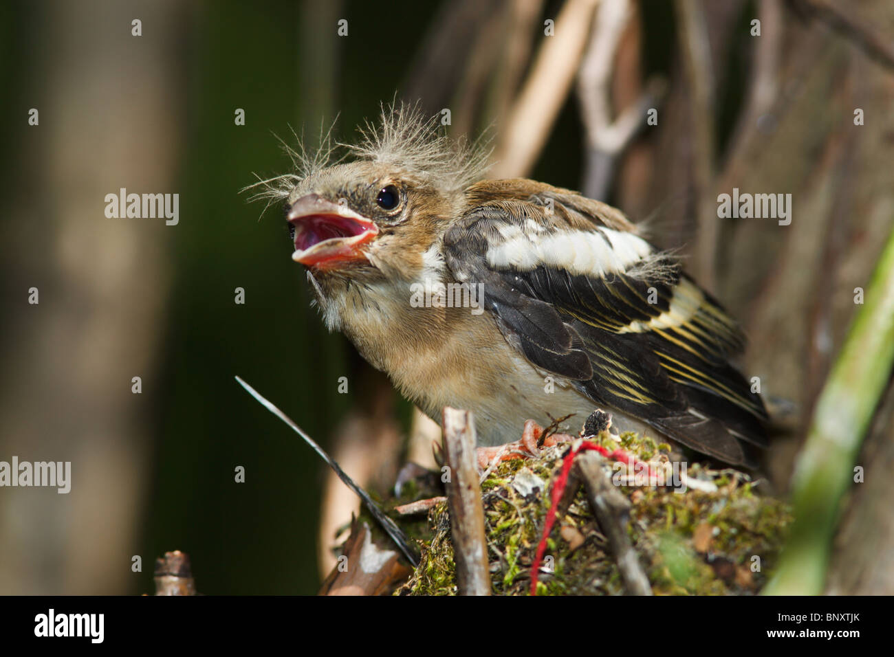 Зяблик, The chick of the common finch (Fringilla coelebs) in the nest ...