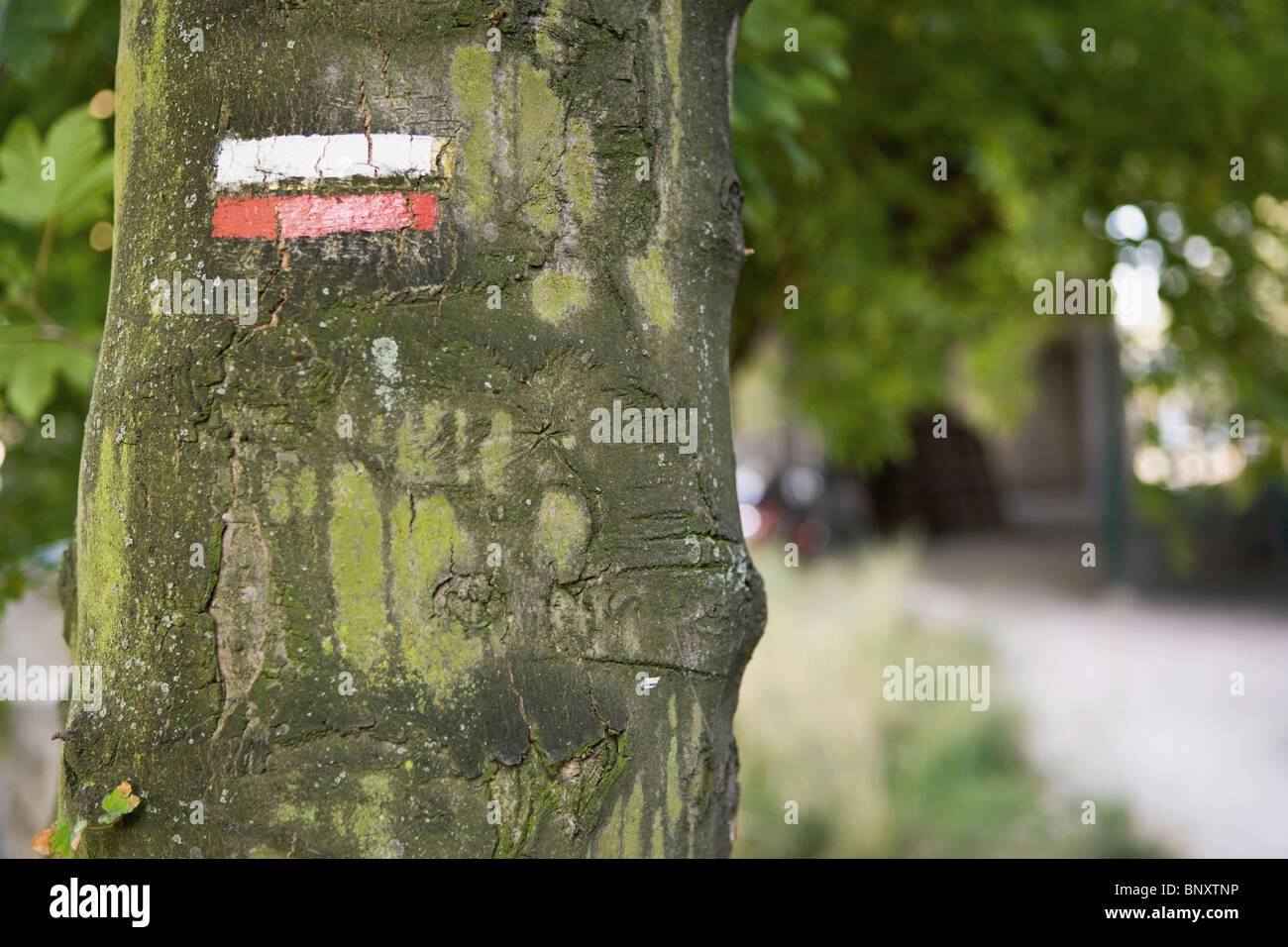 Tree trunk marked with hiking trail blaze Stock Photo - Alamy