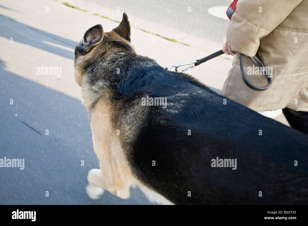 Work dog walking hi-res stock photography and images - Alamy