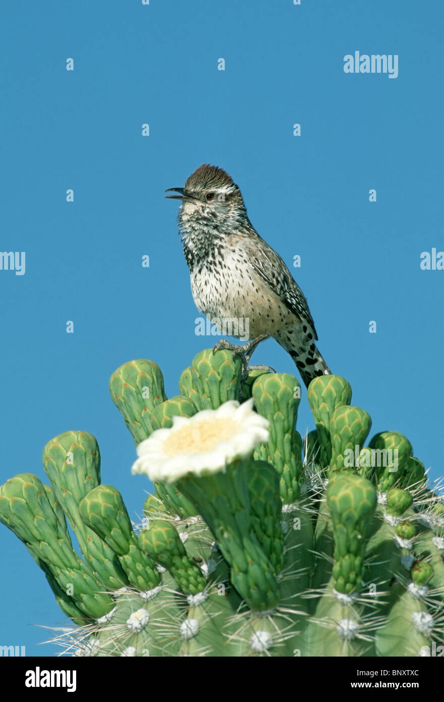 Cactus Wren Arizona's State Bird with the State Flower, the Saguaro ...