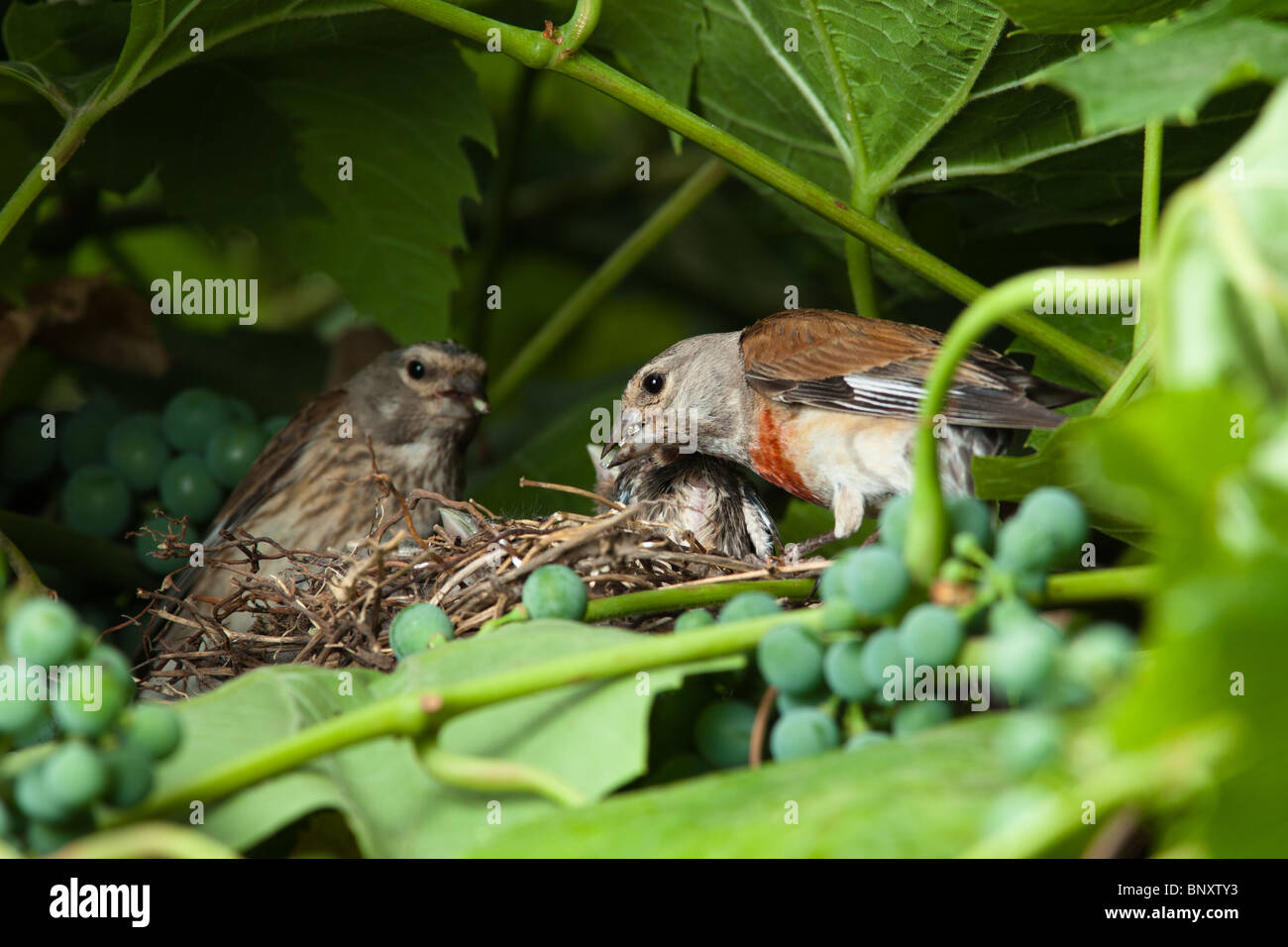 The nest of a Linnet (Acanthis cannabina, Carduelis) with baby birds in ...