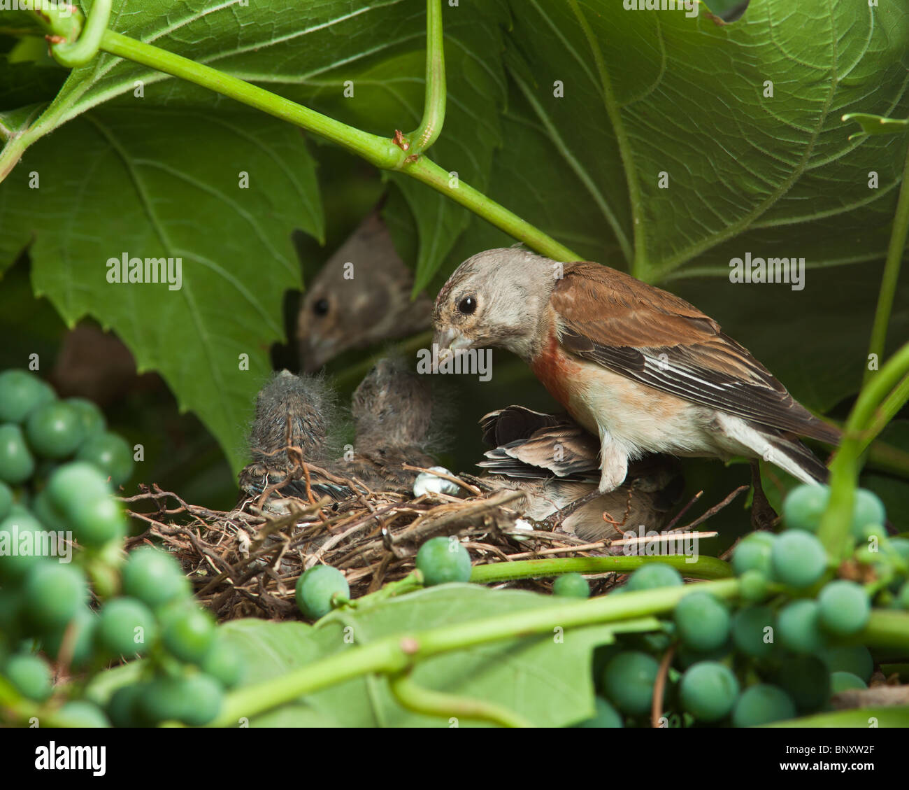 Linnet nest hi-res stock photography and images - Alamy