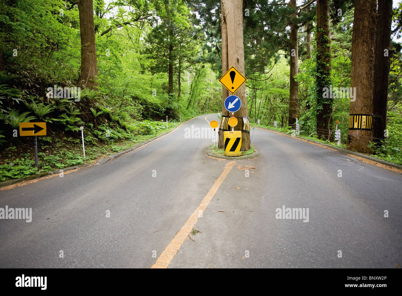 Tree growing in middle of road Stock Photo - Alamy