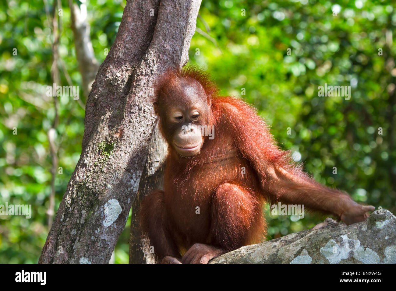 Orphan orangutan climbing in a tree at the Rasa Ria Nature Reserve ...
