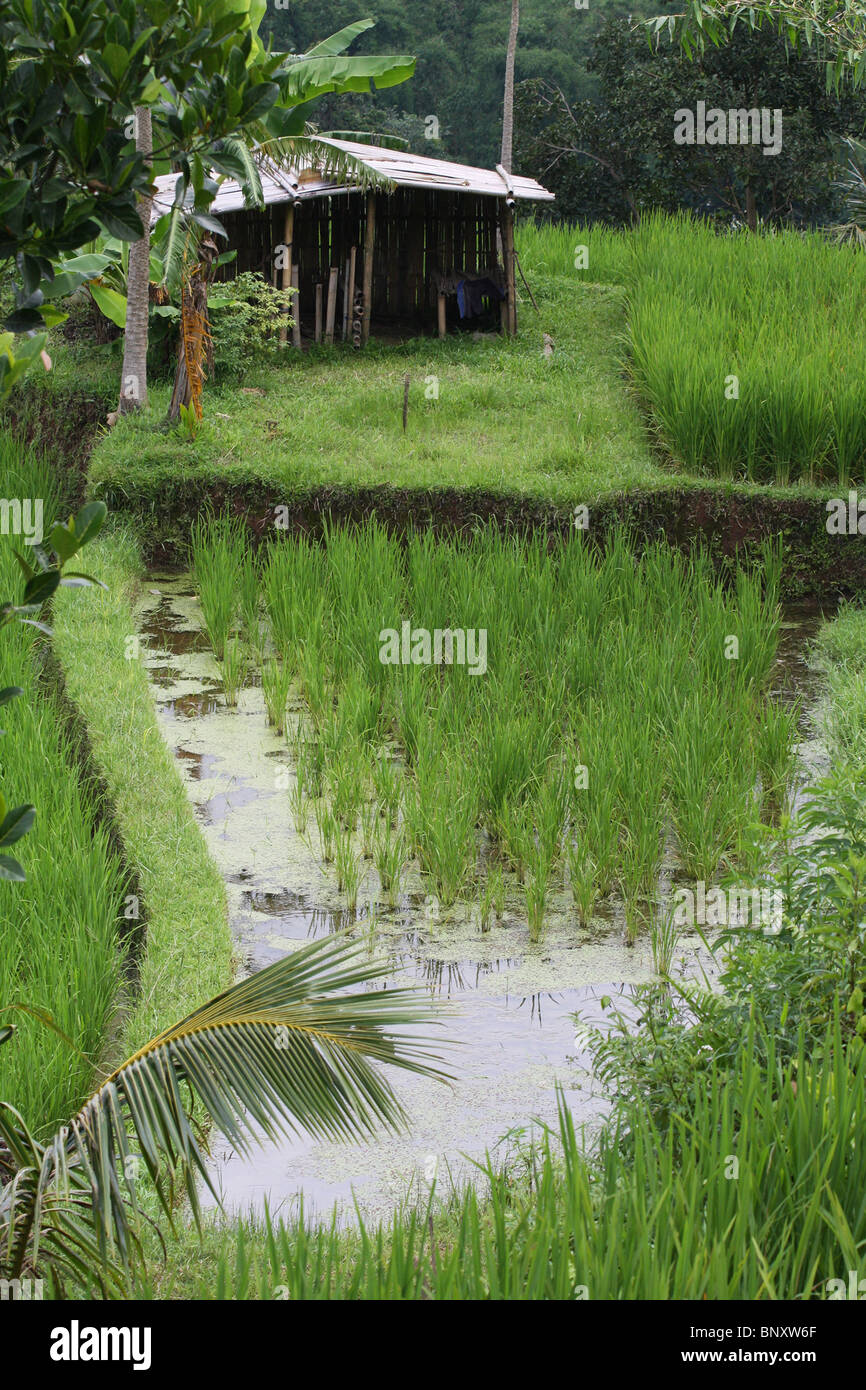 Paddy Rice Field Stock Photo - Alamy