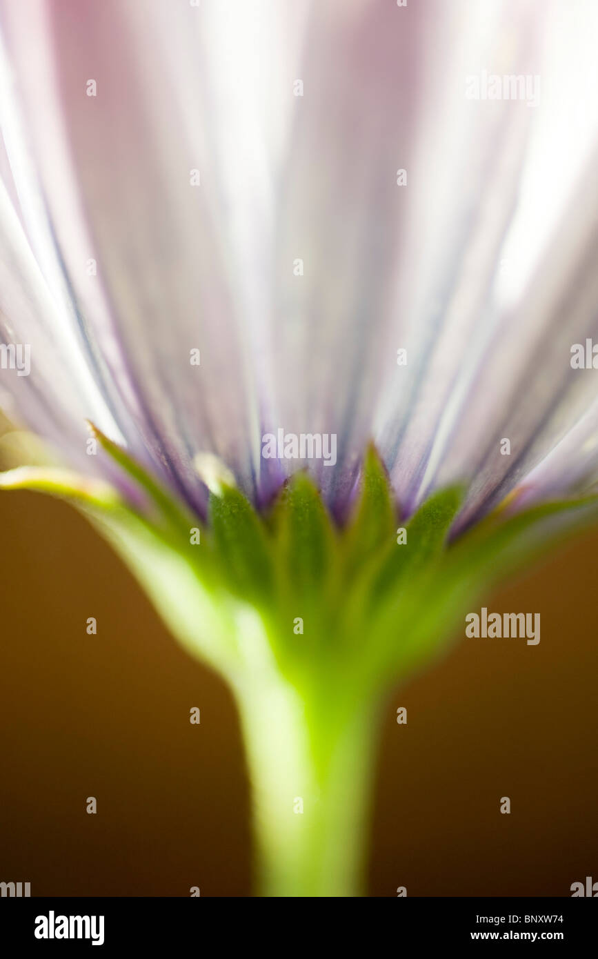African daisy blue eyed beauty hi-res stock photography and images - Alamy