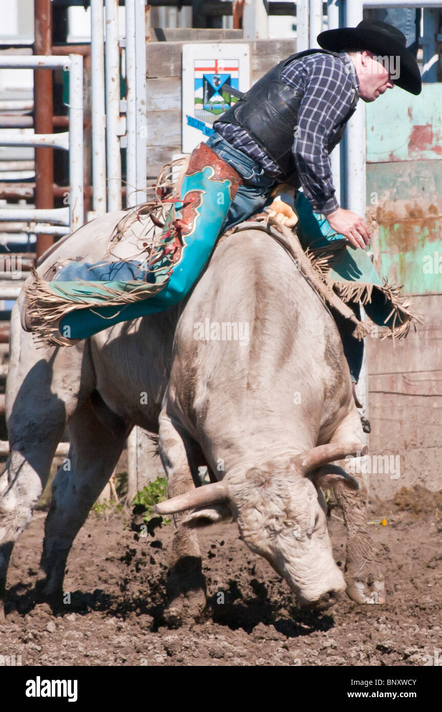 Cowboy bull riding, Rocky Mountain House Rodeo, Rocky Mountain House ...