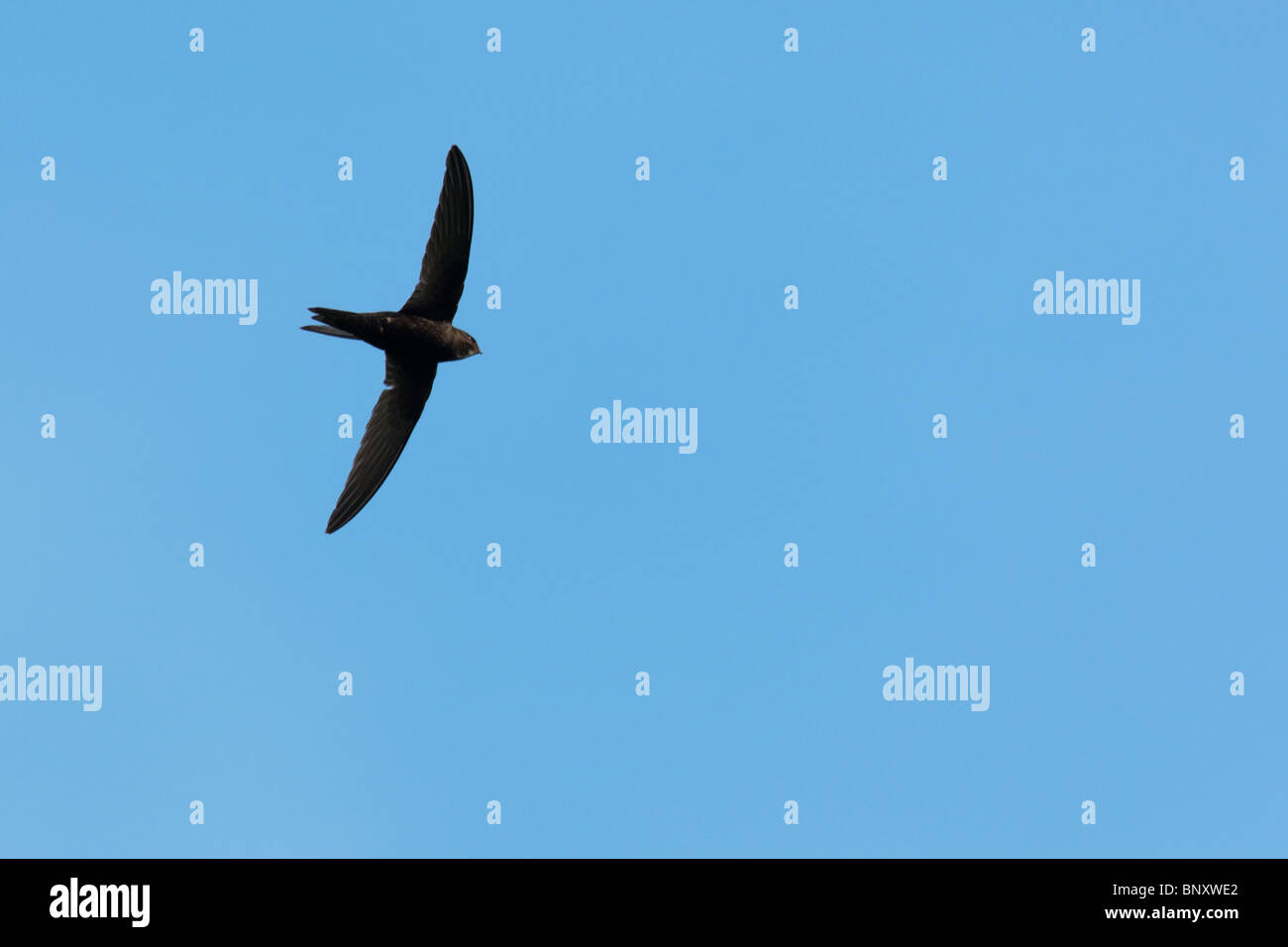 Swift motion hi-res stock photography and images - Alamy