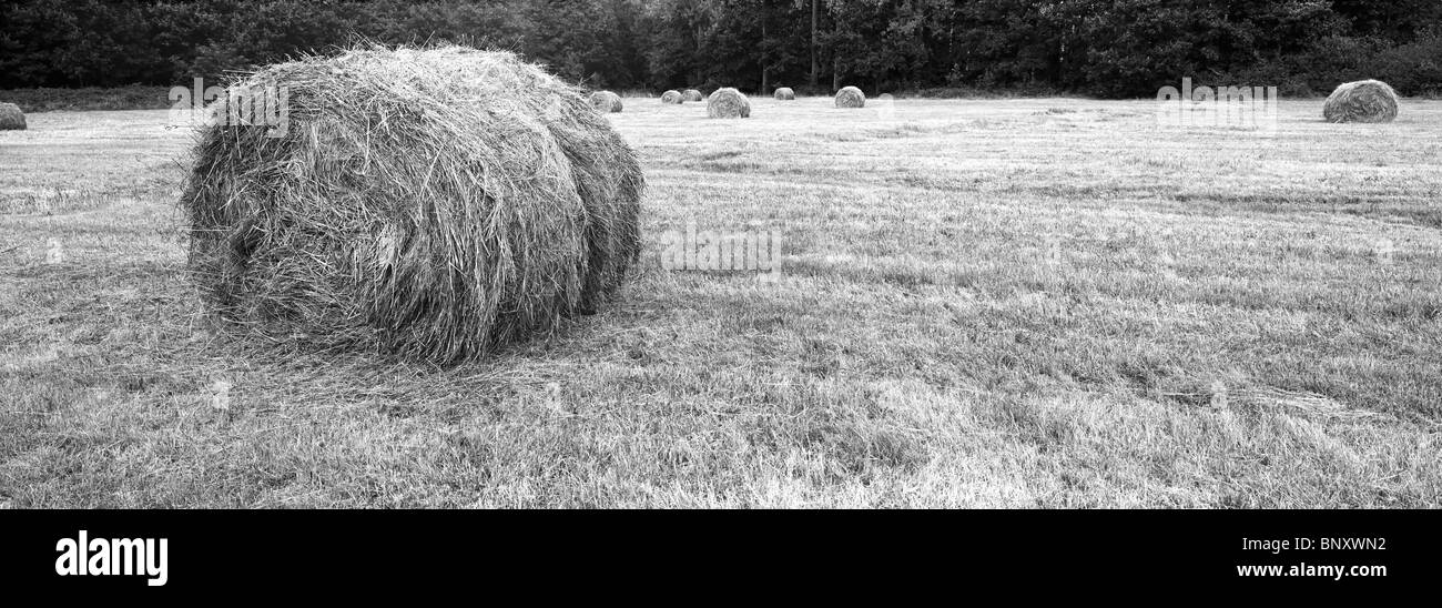 Black and white panoramic picture of round hay bales lying in a farm ...