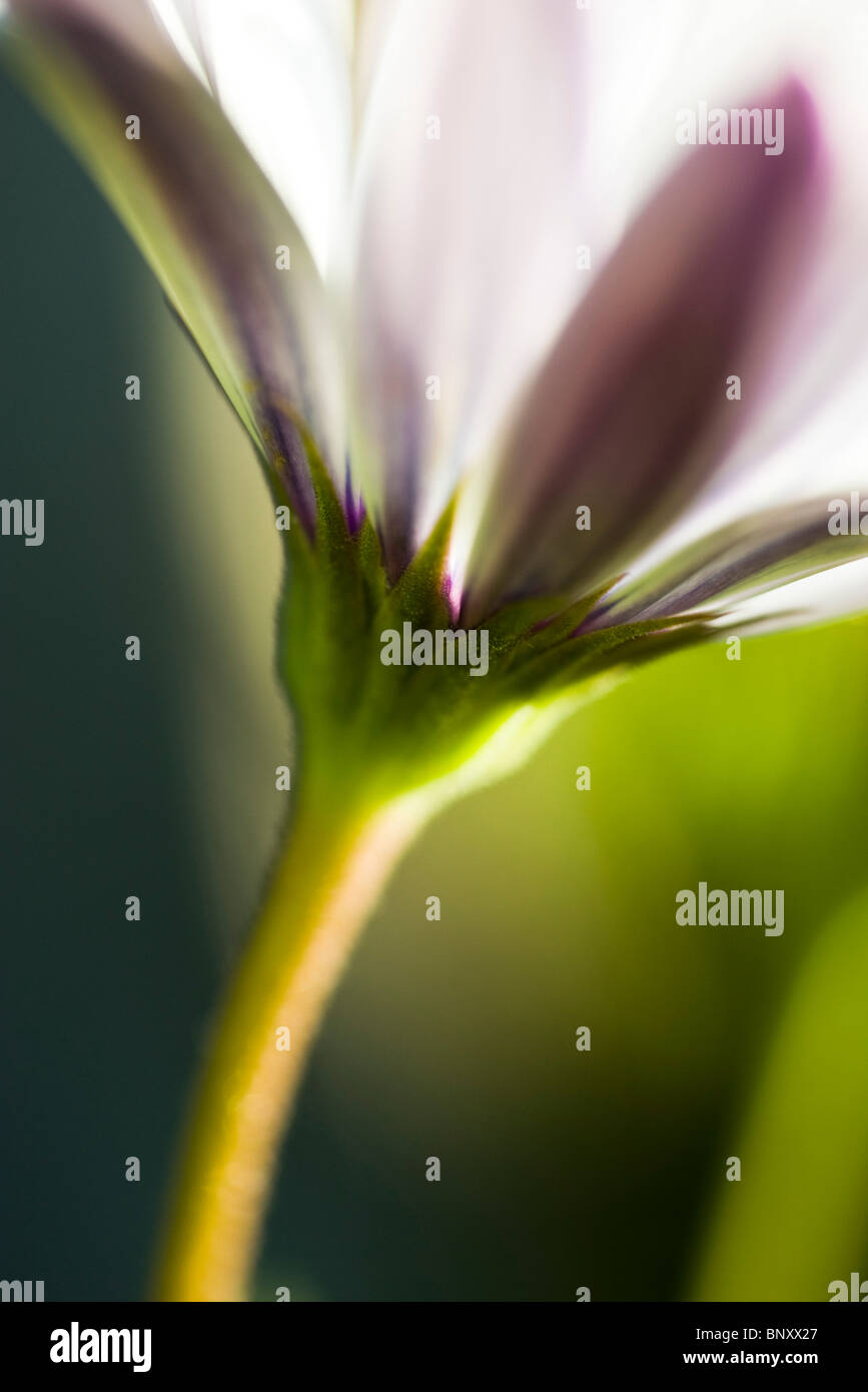 Flower, close-up of peduncle and sepal Stock Photo - Alamy