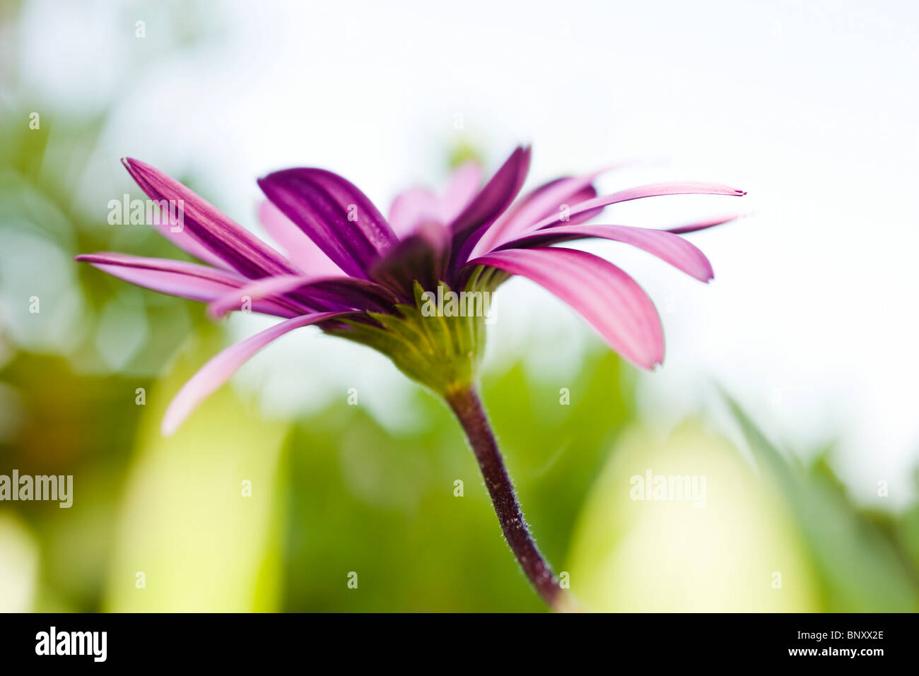 Without petals daisy hi-res stock photography and images - Alamy
