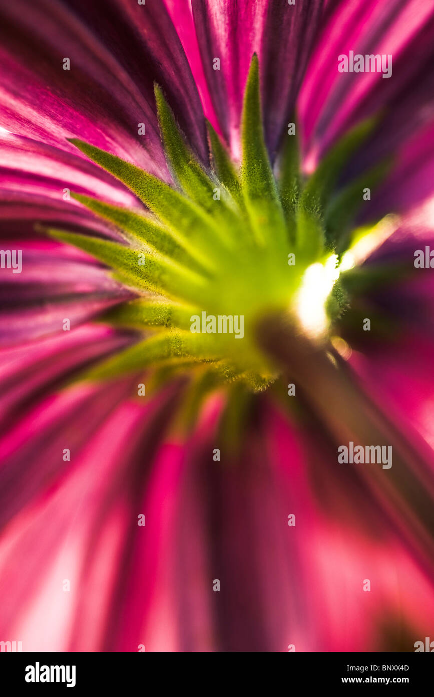 Underside of flower Stock Photo - Alamy