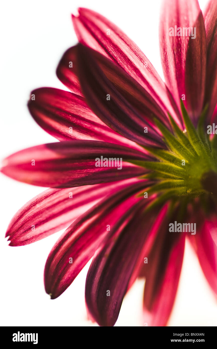Underside of flower Stock Photo - Alamy
