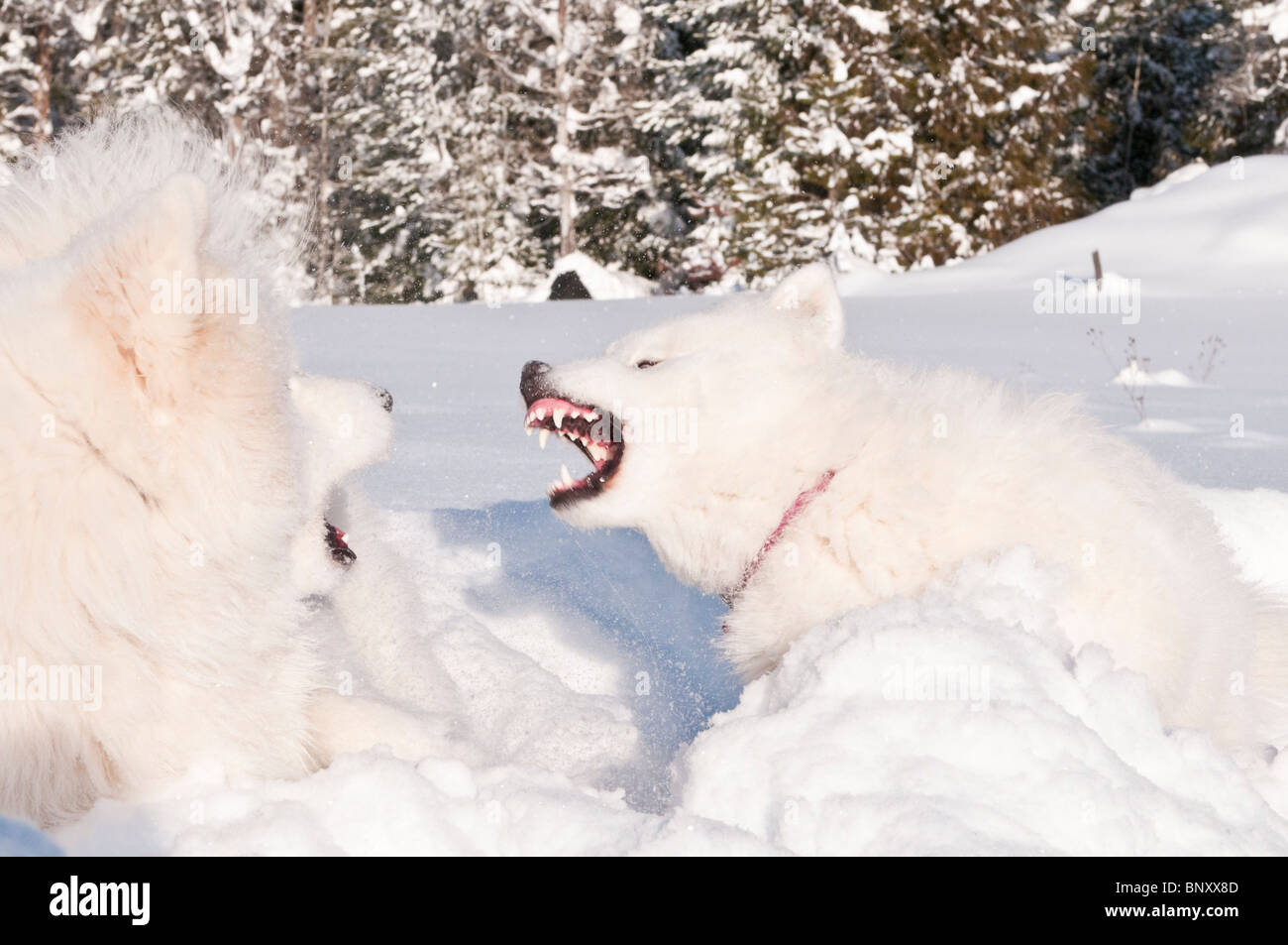 Friendly fighting hi-res stock photography and images - Alamy
